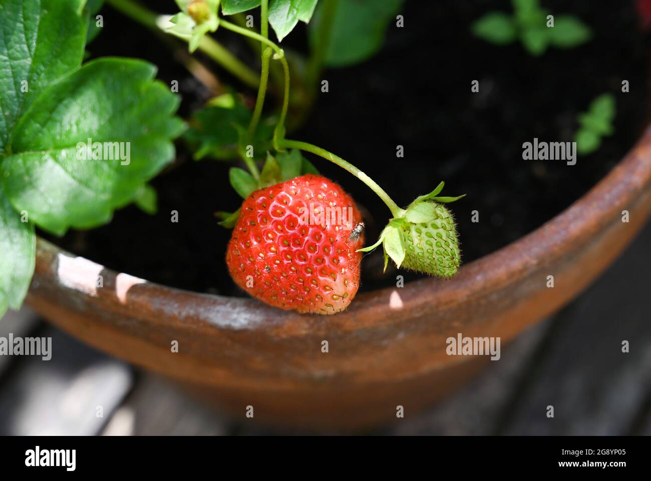 Grow Your Own ripening strawberries Hapil variety growing in a pot ...