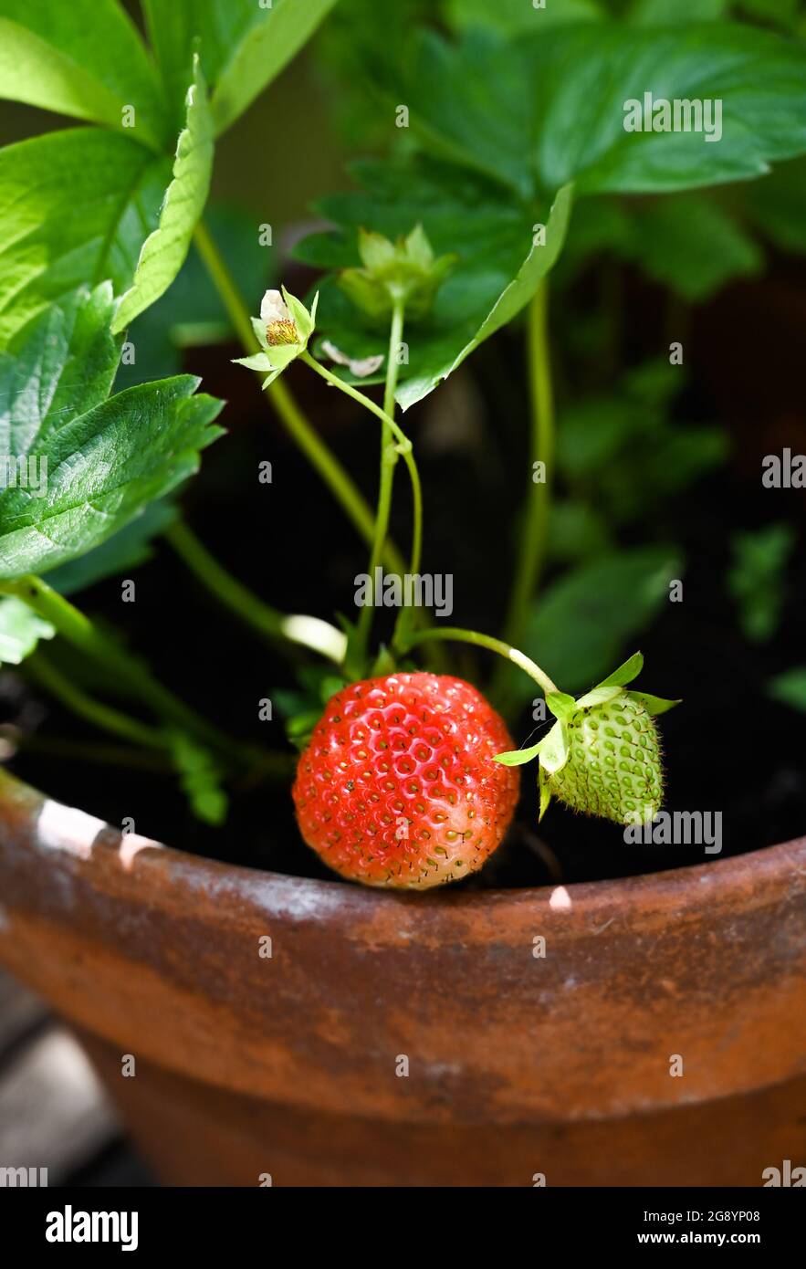 Growing strawberries in pots hi-res stock photography and images - Alamy