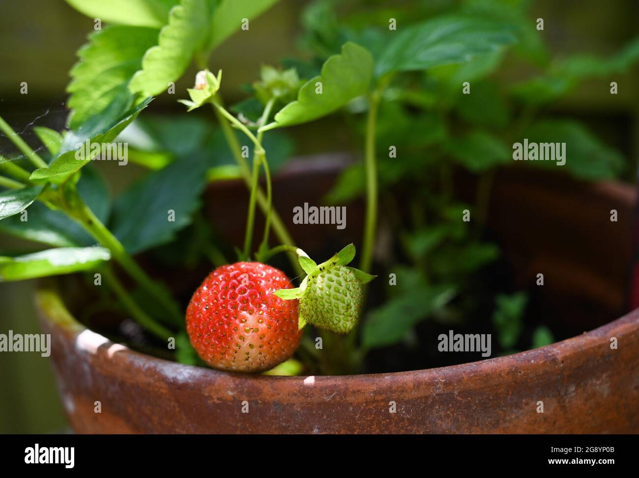 Ripening strawberry fruits hi-res stock photography and images - Alamy