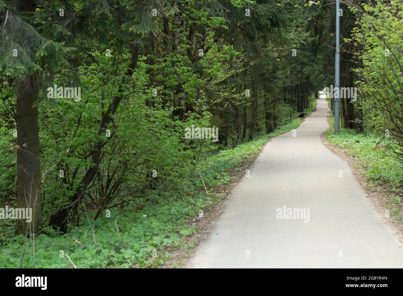 Long park path in the forest. Asphalt walking trail stretching into the ...