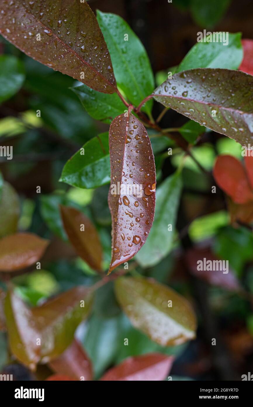 Three vertical leaves texture hi-res stock photography and images - Alamy