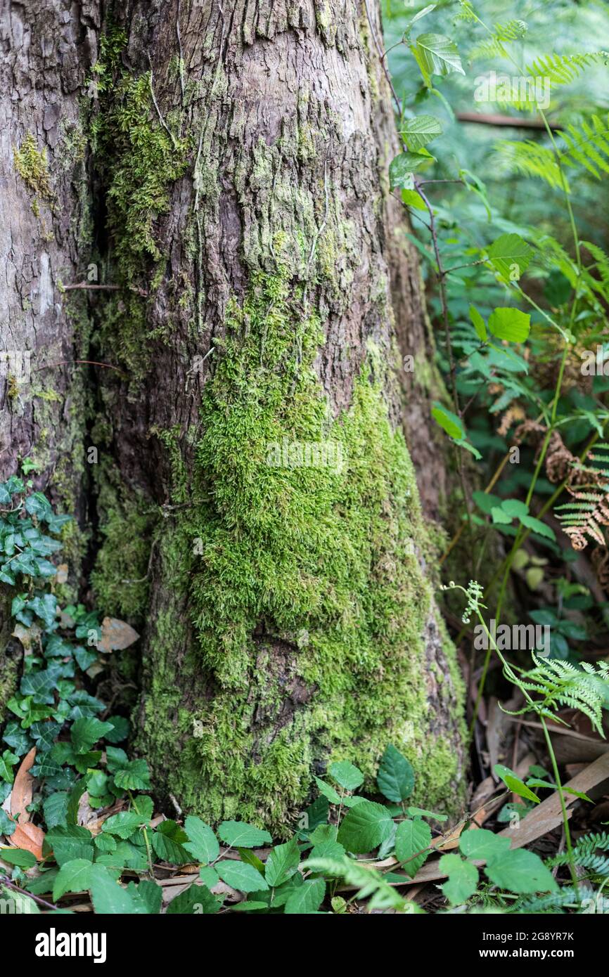 Closeup view of an atlantic trunk tree covered by green moss, climbing ...