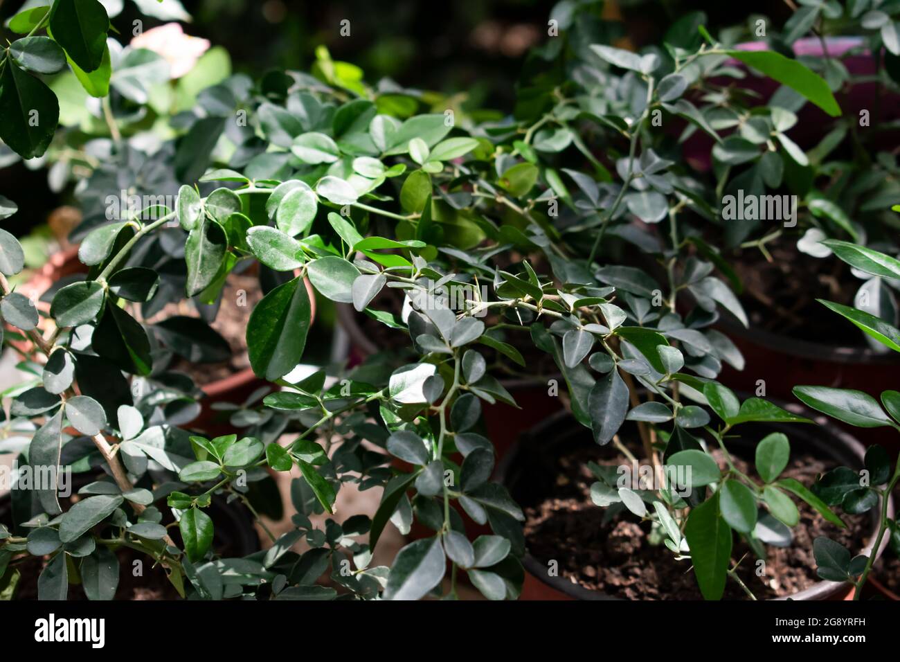 Young red limeberry, sweet lime or triphasia trifolia plants growing in ...