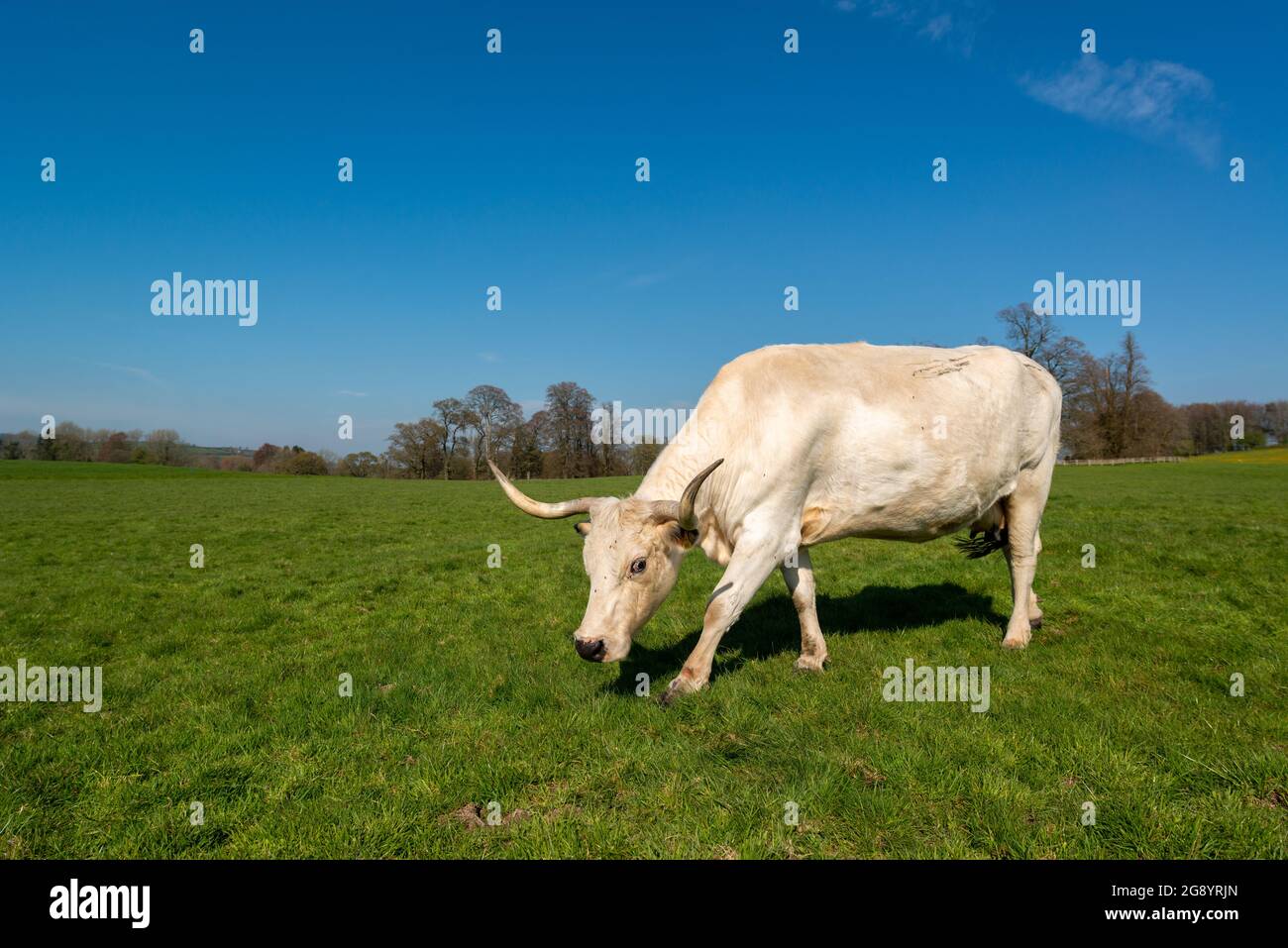 White Park cattle Stock Photo - Alamy