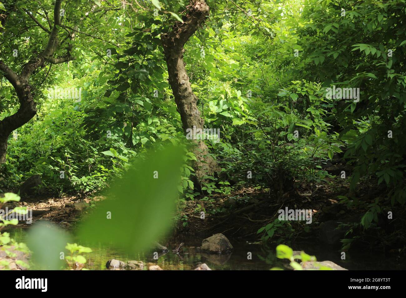 Lush green trees around small streams inside the forest on the trekking ...