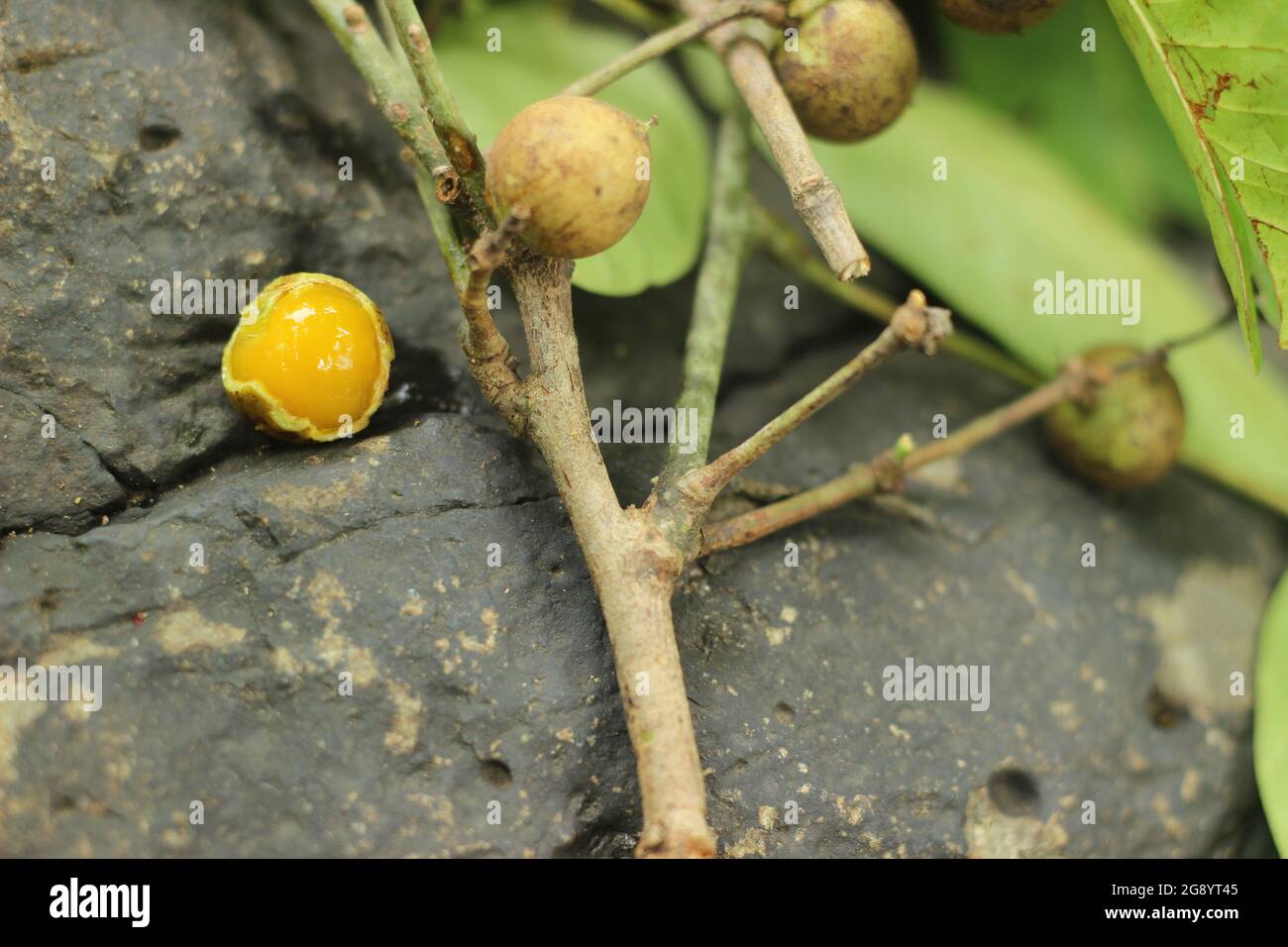Wild fruits in the forests of Maharashtra. Small green fruits with ...