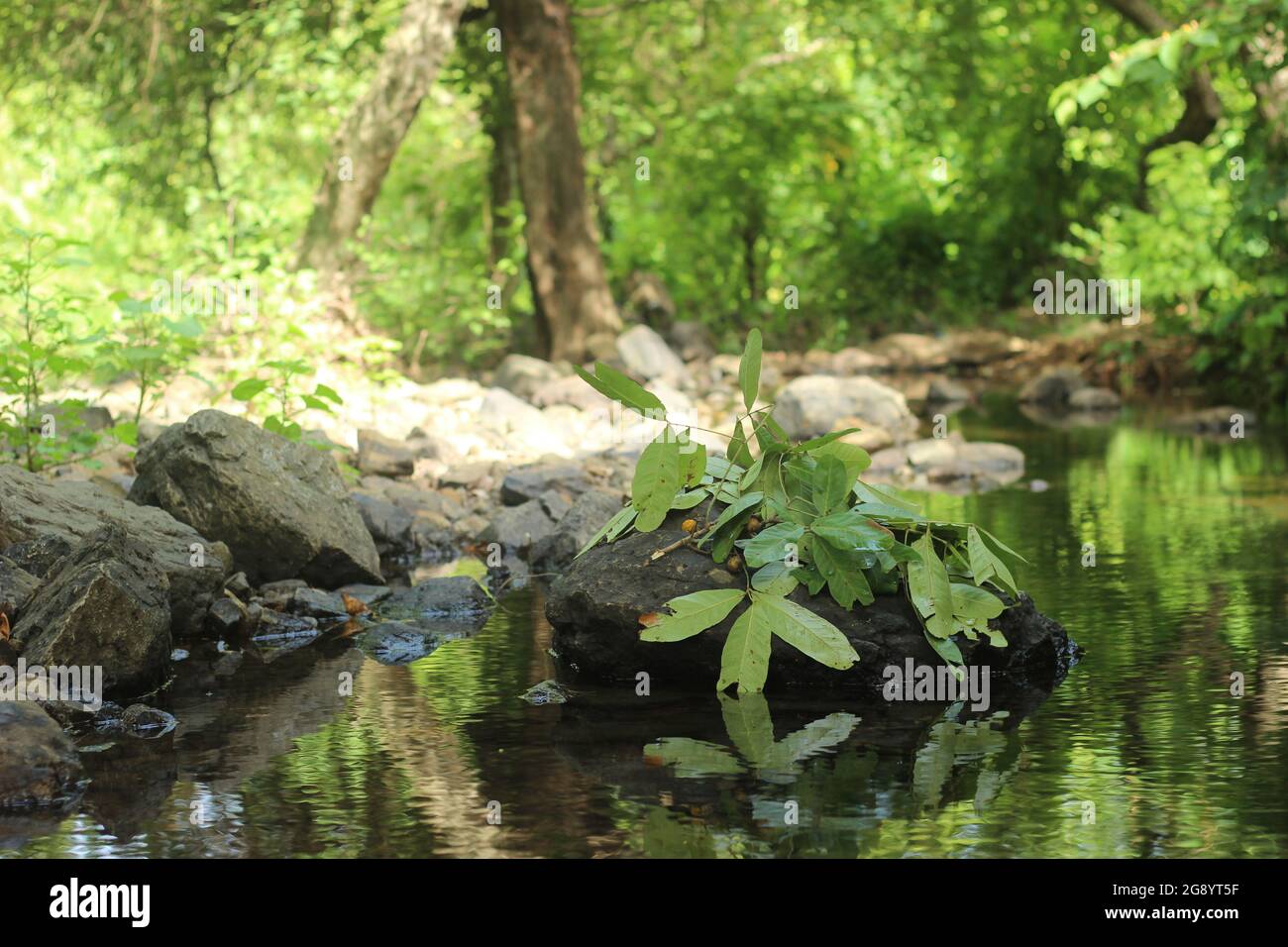 Lush green trees around small streams inside the forest on the trekking ...