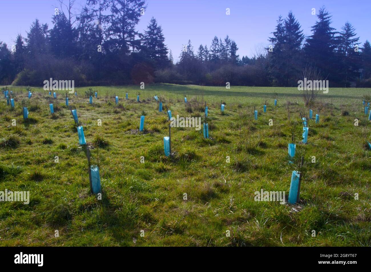 a exterior picture of an Pacific Northwest meadow with regrowth of ...