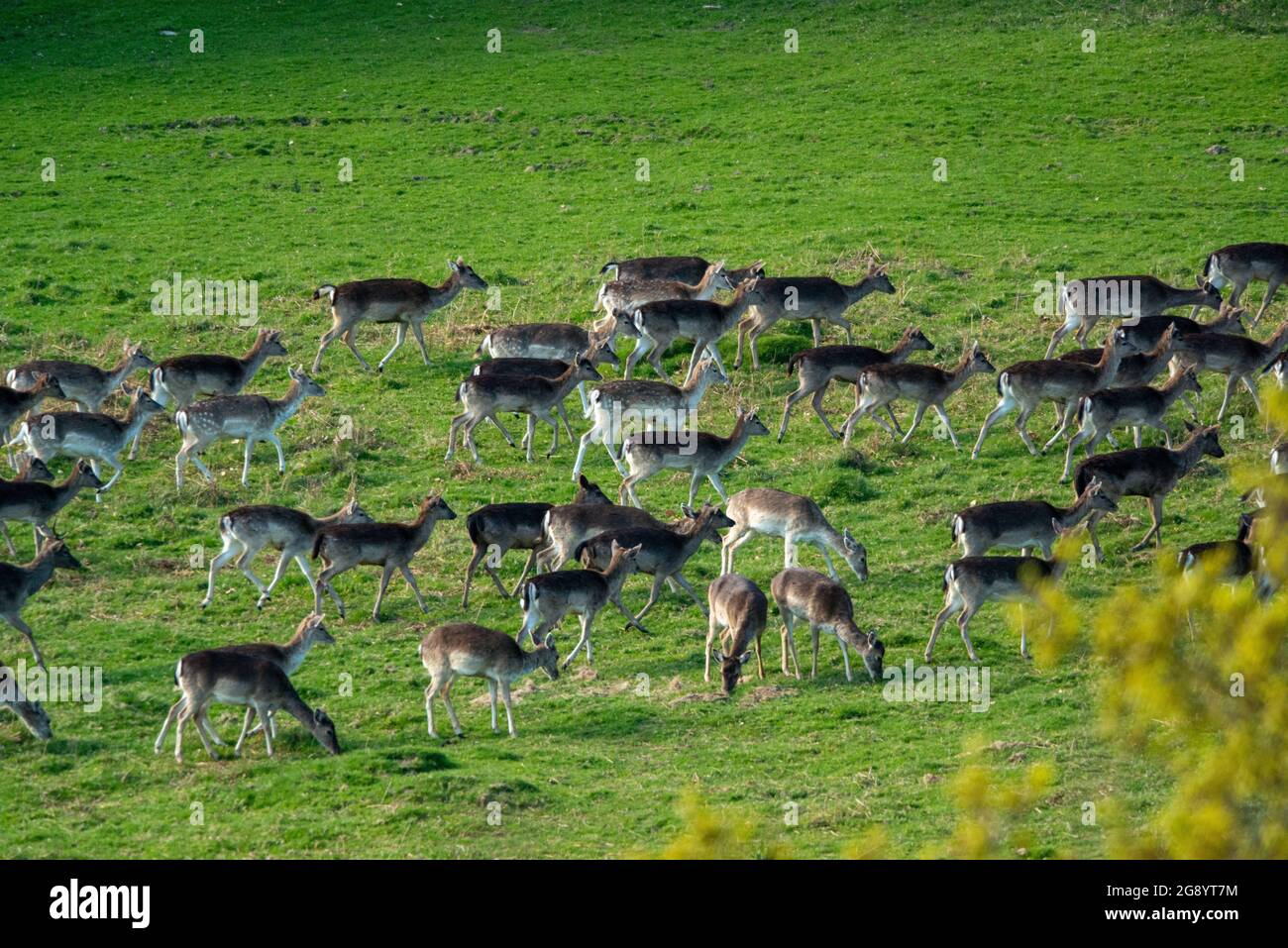 Fallow deer herd Stock Photo - Alamy