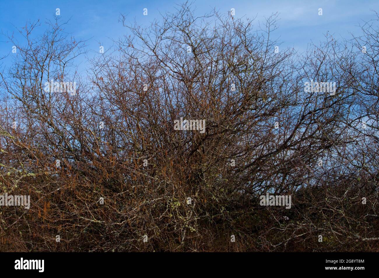 a exterior picture of an Pacific Northwest forest with a Red willow ...