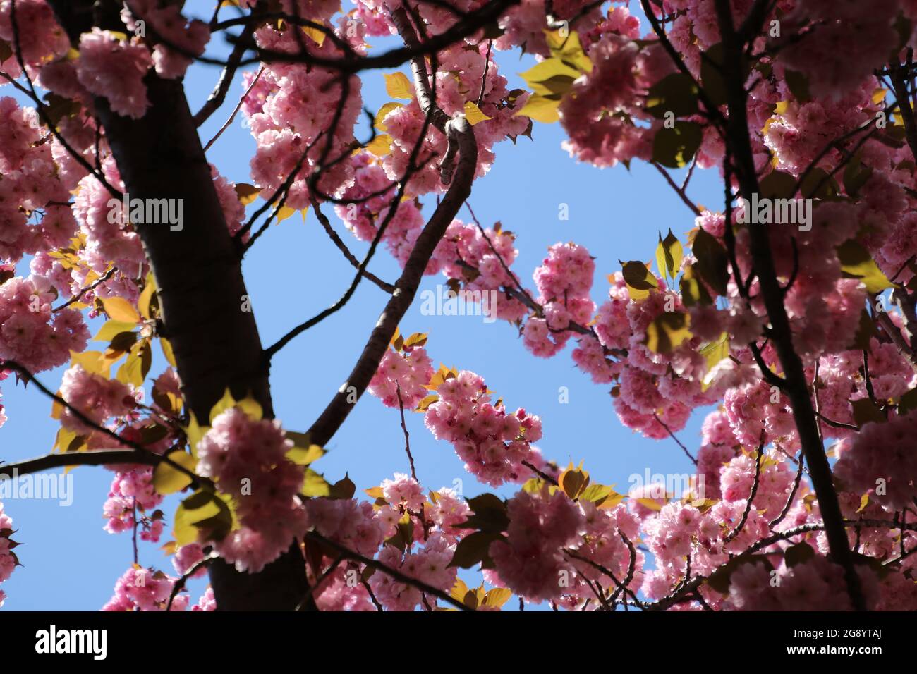 Low angle shot of cherry blossom under the sunlight and a blue sky in a ...