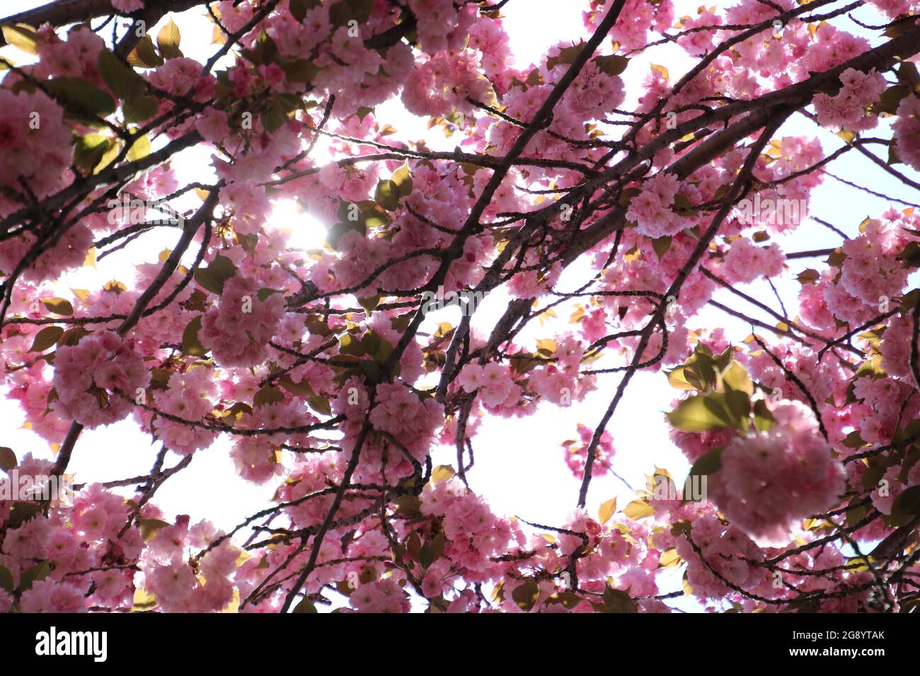 Low angle shot of cherry blossom under the sunlight and a blue sky in a ...
