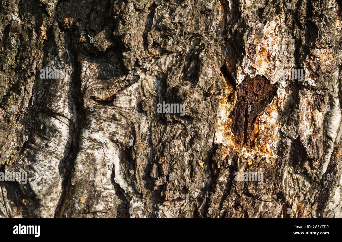 Closeup shot of a damaged tree bark Stock Photo - Alamy