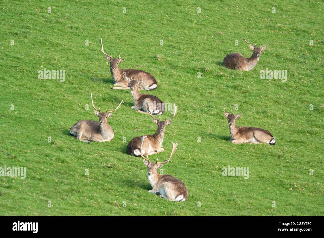 Fallow deer herd Stock Photo - Alamy