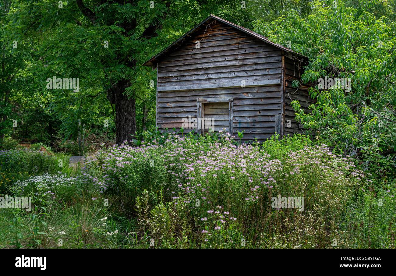 Old abandoned shed surrounded by wild monarda (Monarda fistulosa) and ...