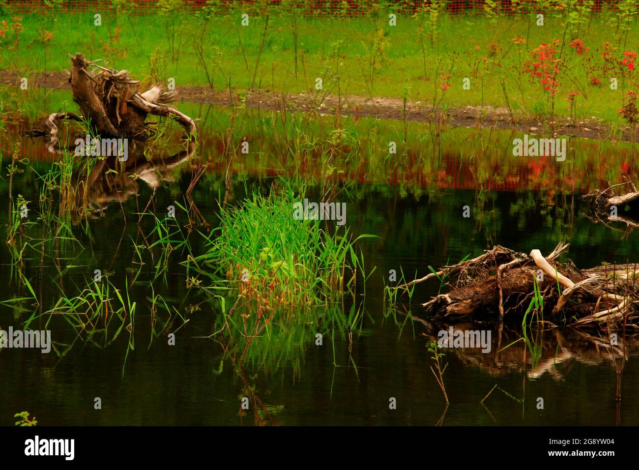 a exterior picture of an Pacific Northwest forest fresh water pond ...