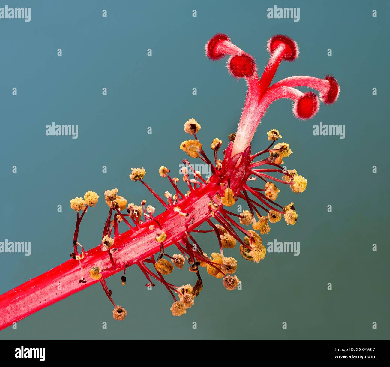 Hibiscus pollen grains hi-res stock photography and images - Alamy