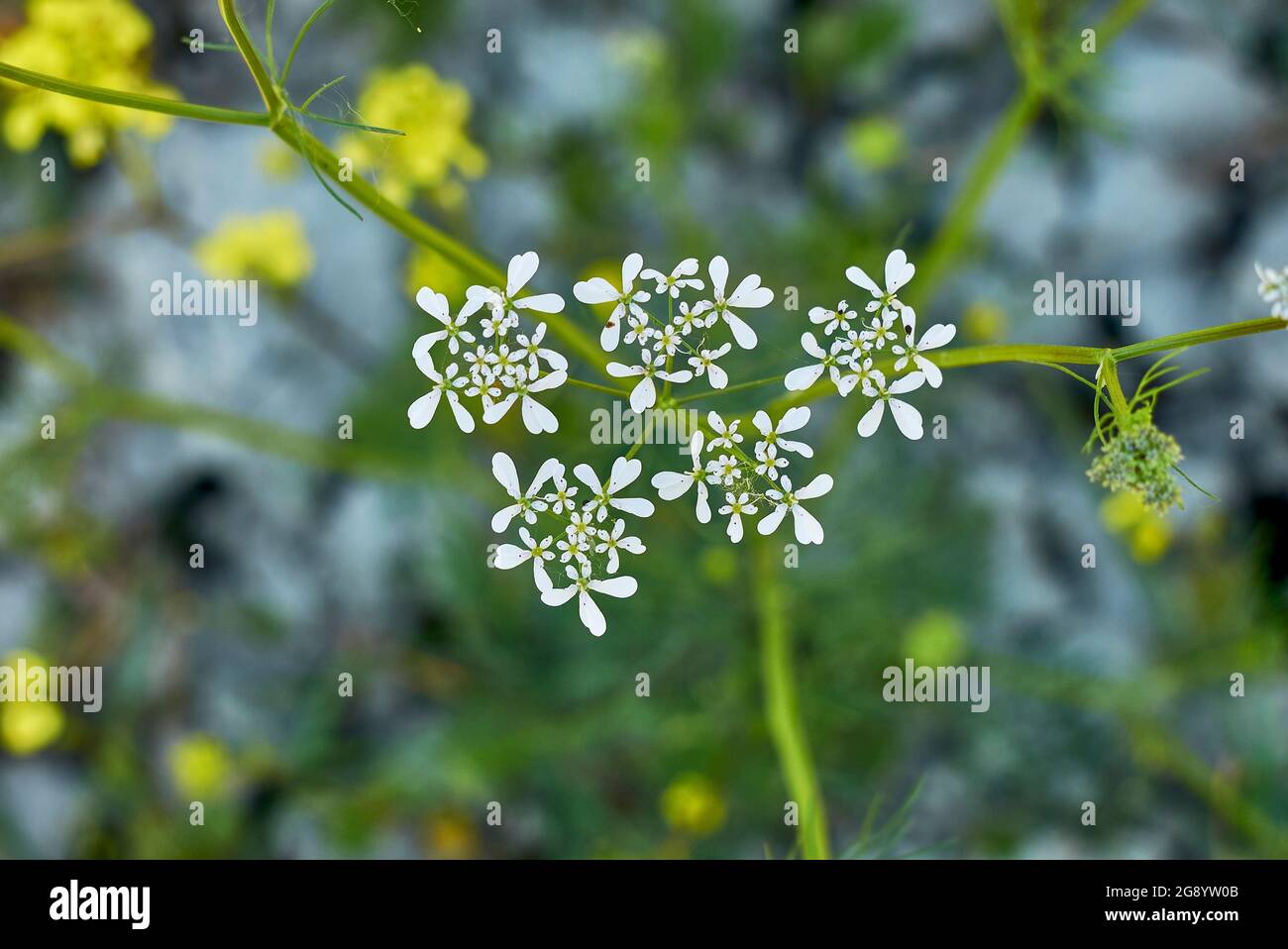 Southern bifora hi-res stock photography and images - Alamy