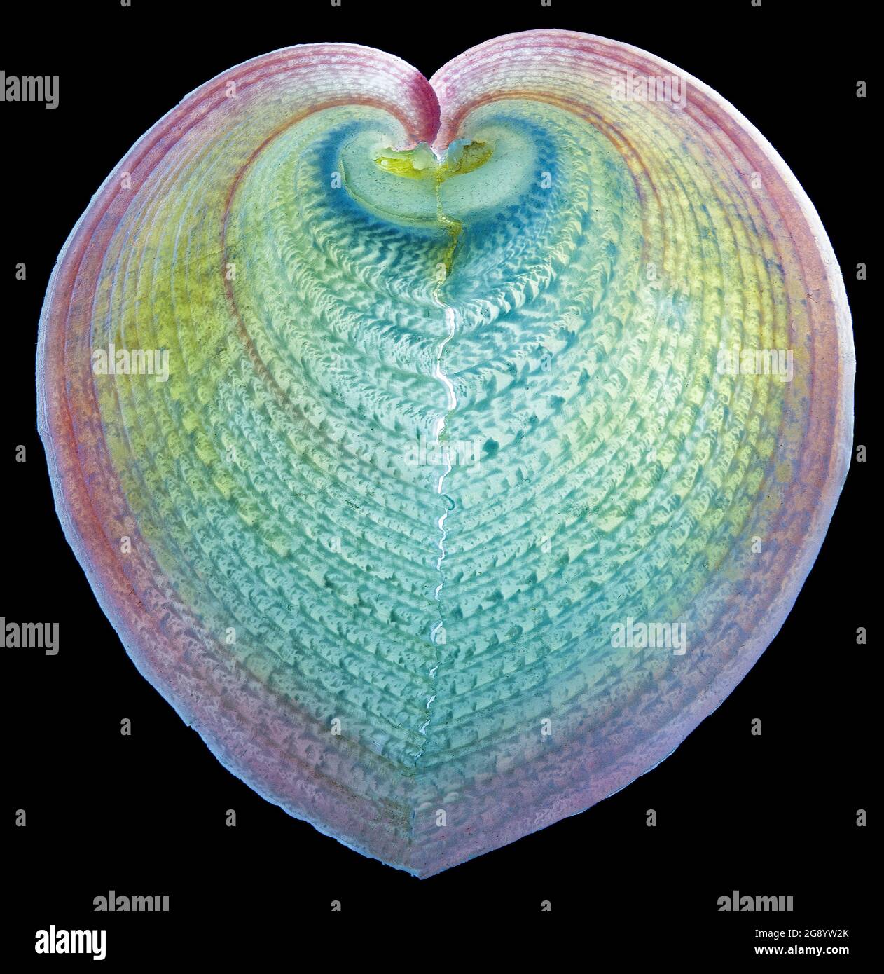 Backlit heart cockle (Corculum cardissa) against black background Stock ...