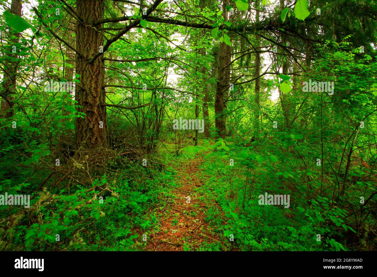 a exterior picture of an Pacific Northwest rainforest trail Stock Photo ...