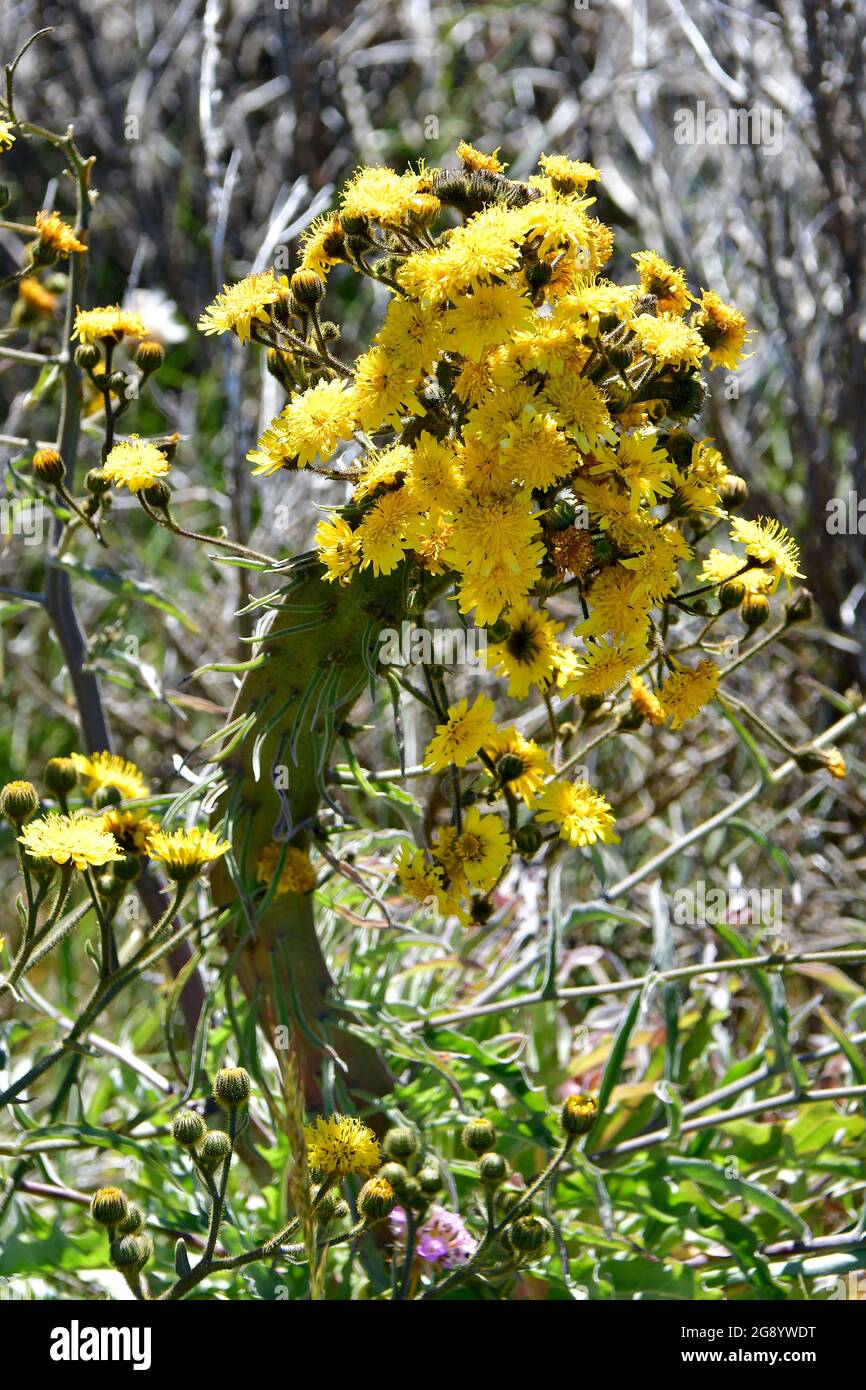 Crepis species hi-res stock photography and images - Alamy