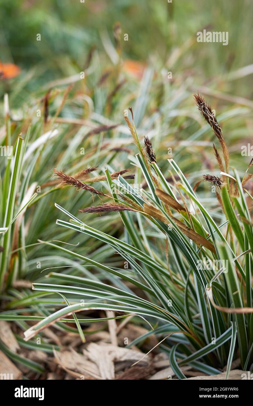 variegated leaves of Carex oshimensis grass Stock Photo - Alamy
