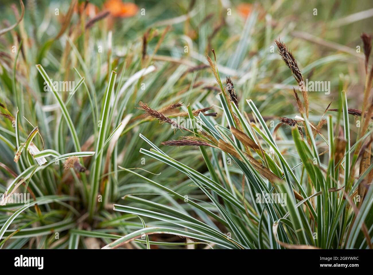 variegated leaves of Carex oshimensis grass Stock Photo - Alamy