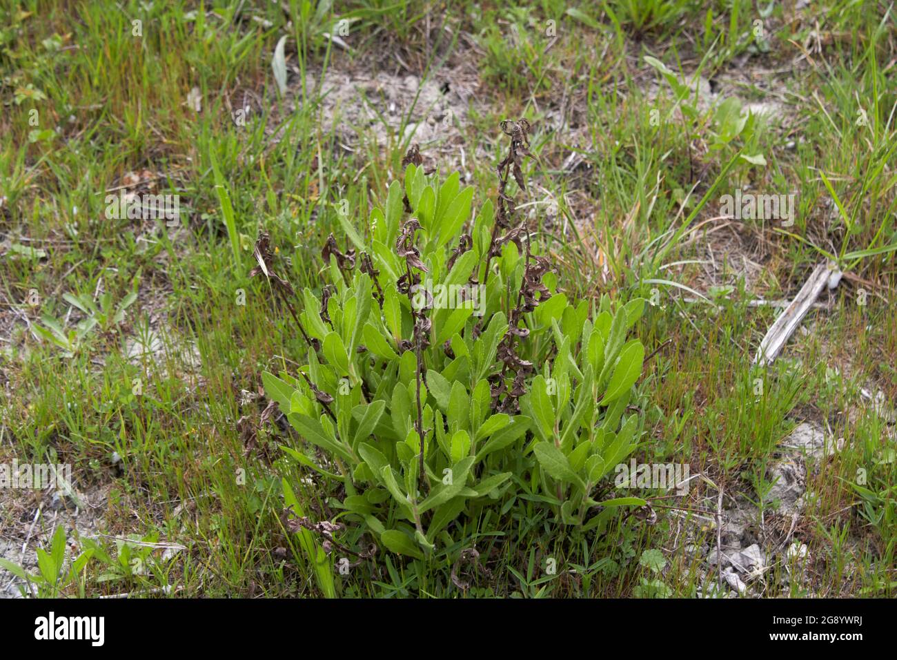 Stinkwort dittrichia graveolens hi-res stock photography and images - Alamy