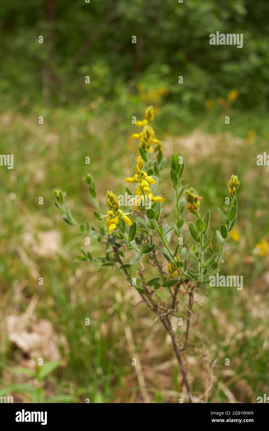Genista germanica shrub in bloom Stock Photo - Alamy