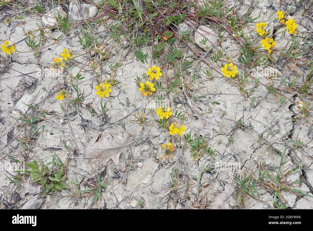 Hippocrepis comosa yellow flowers Stock Photo - Alamy