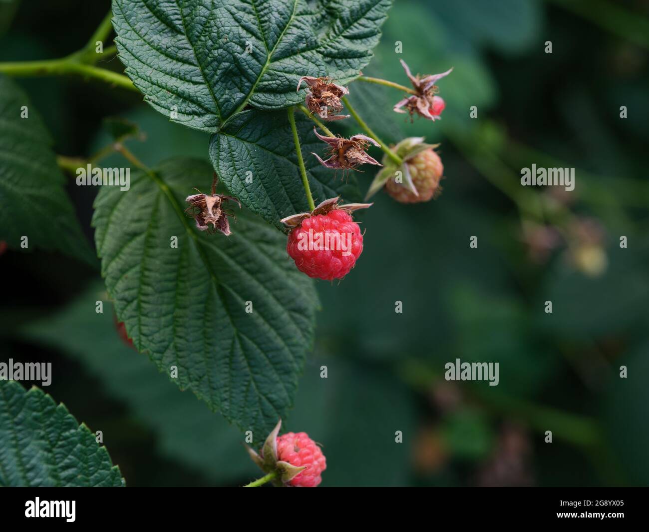 Organic raspberries growth on a bush in nature Stock Photo - Alamy