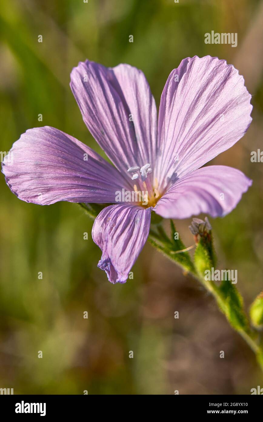 Linum viscosum pink flowers Stock Photo - Alamy