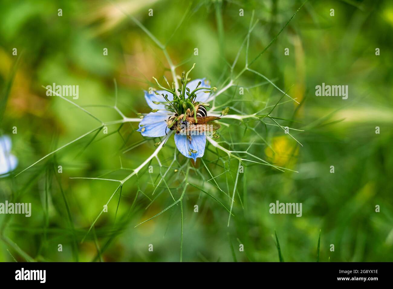 Blue seed pods hi-res stock photography and images - Alamy
