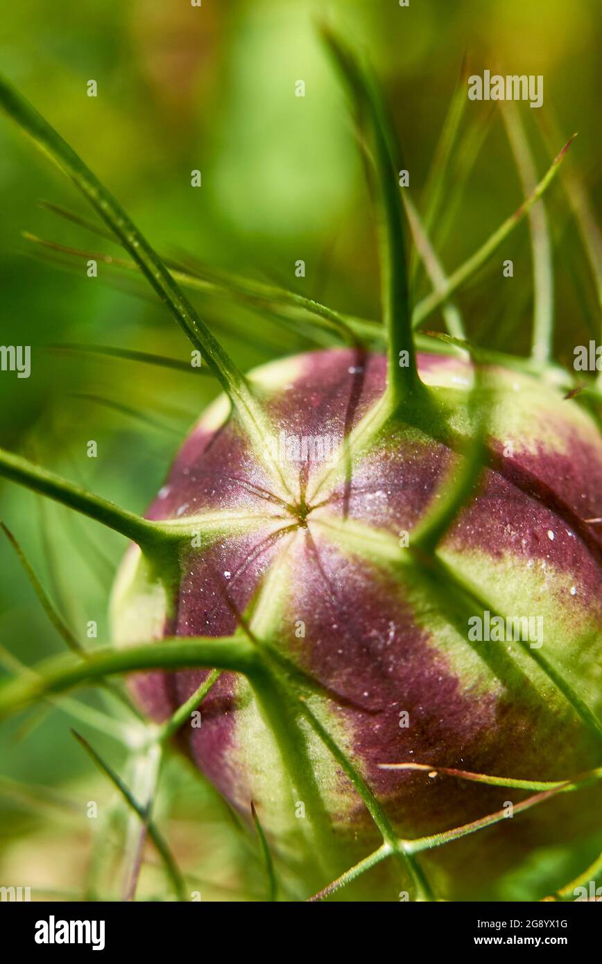 Green seed pods hi-res stock photography and images - Alamy