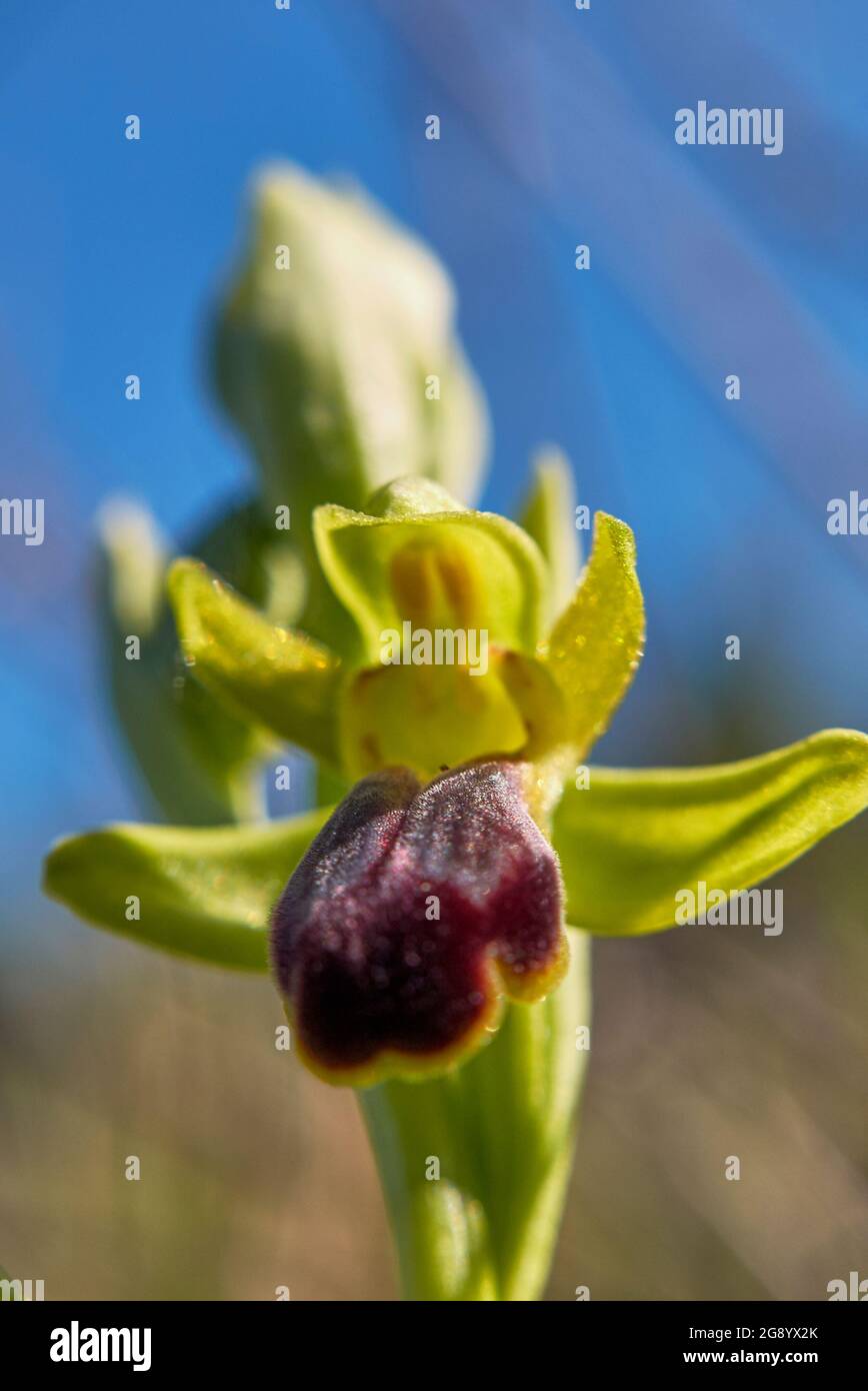 Ophrys fusca brown and red inflorescence Stock Photo - Alamy