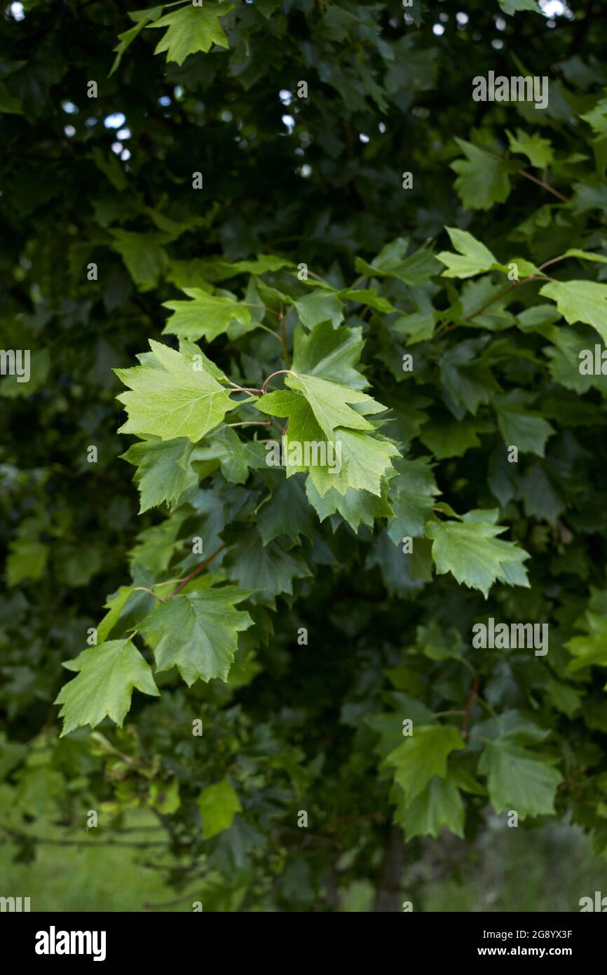 Sorbus torminalis hi-res stock photography and images - Alamy