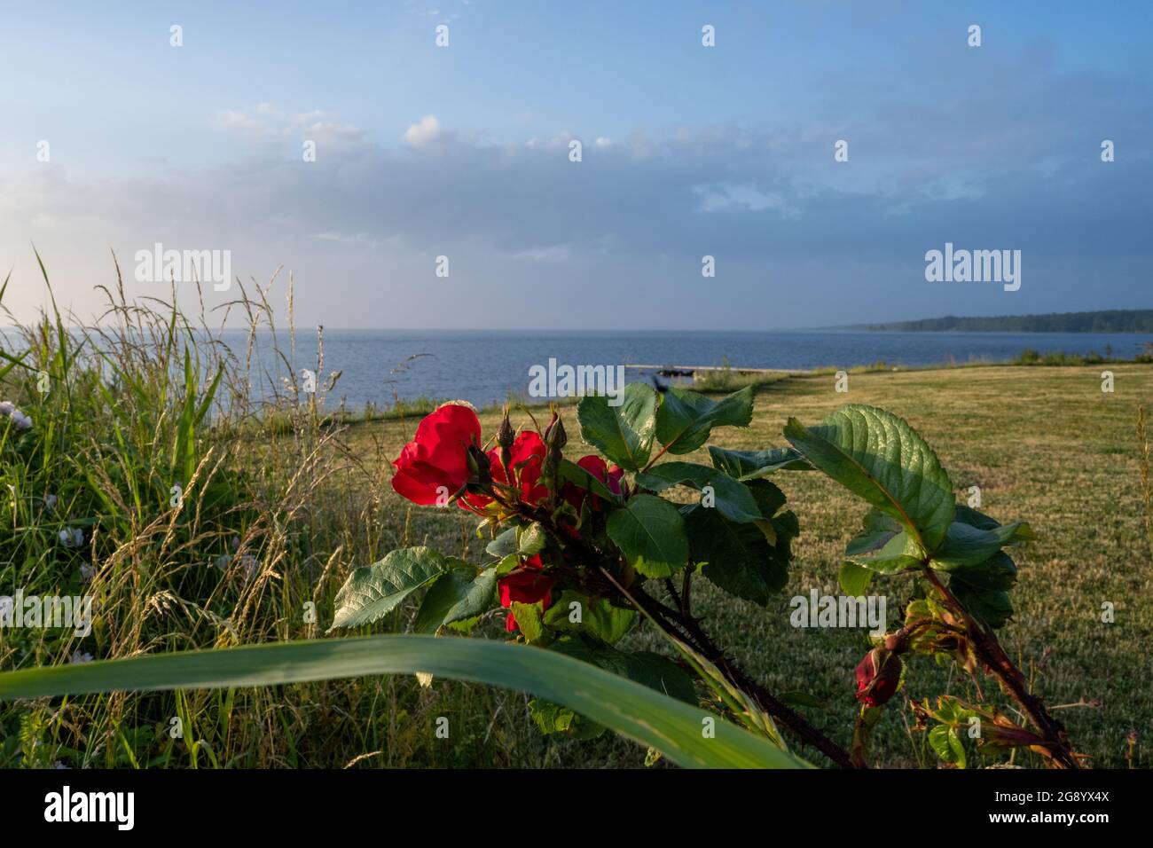 Sea rose hi-res stock photography and images - Alamy