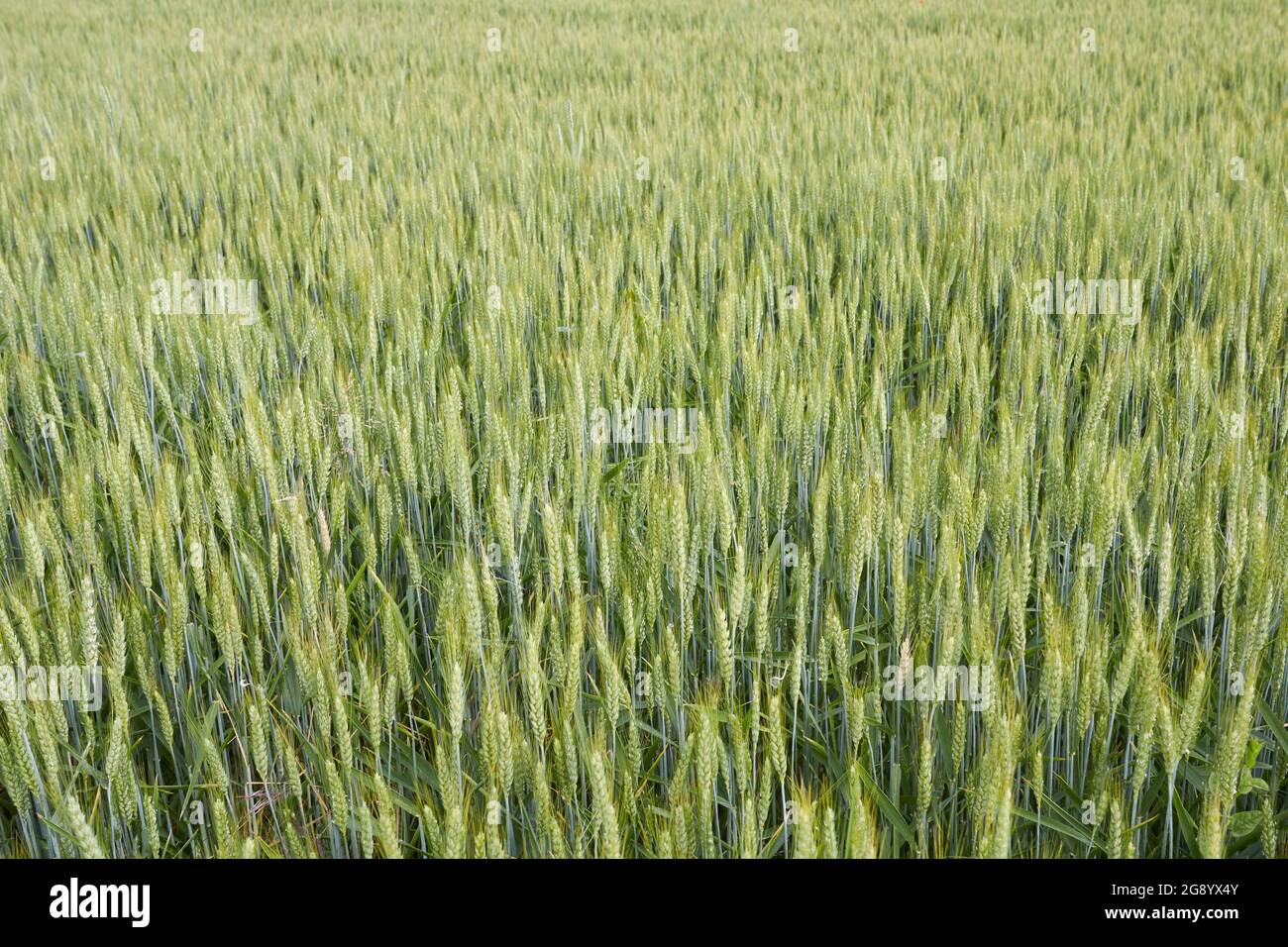 Triticum aestivum leaf hi-res stock photography and images - Alamy