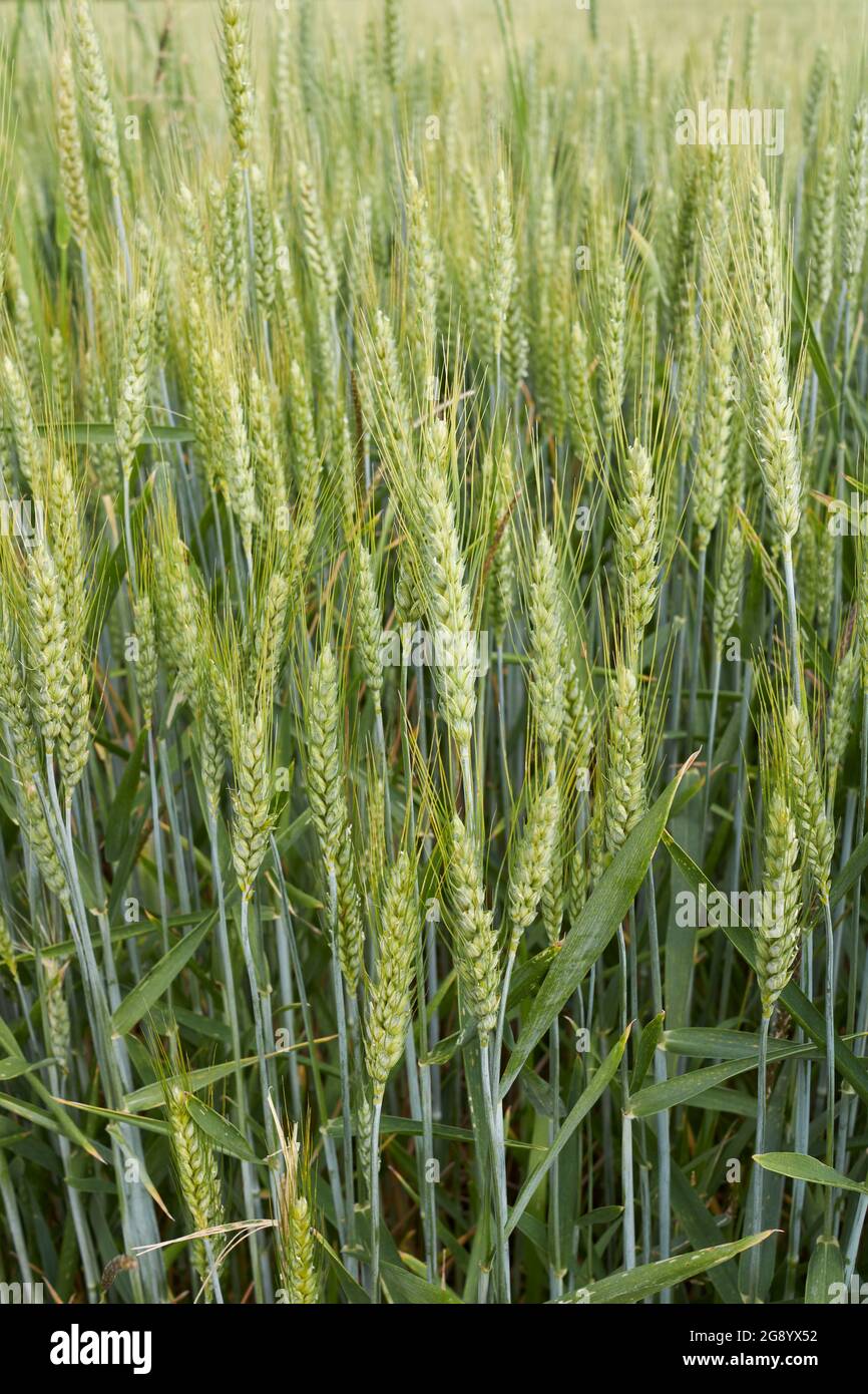 Triticum vulgare hi-res stock photography and images - Alamy