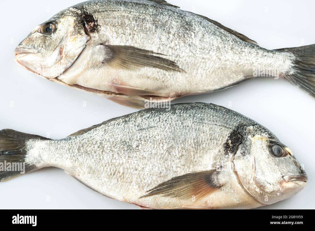 Fresh dorada fish on the white background Stock Photo - Alamy