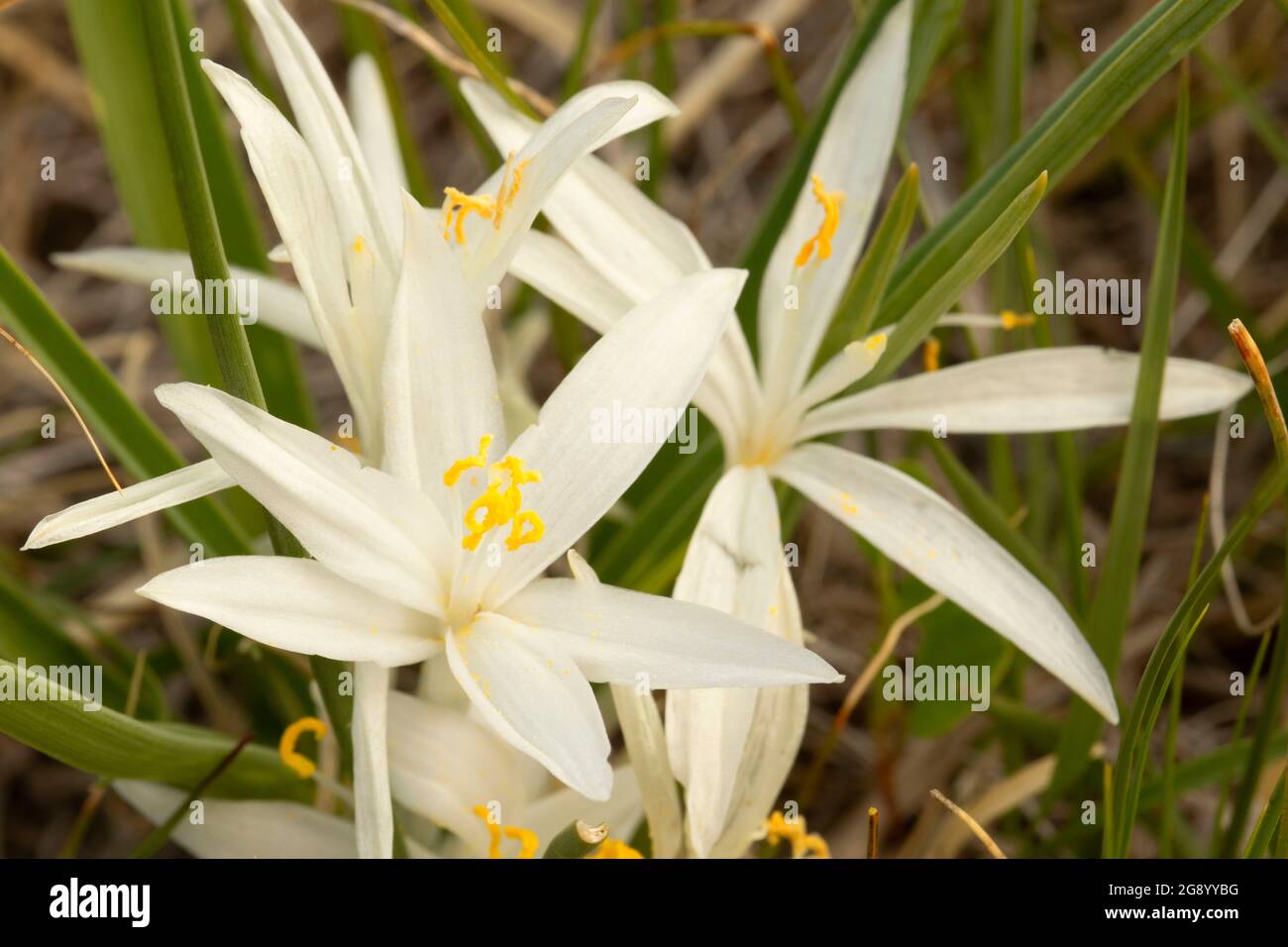 Common starlily hi-res stock photography and images - Alamy