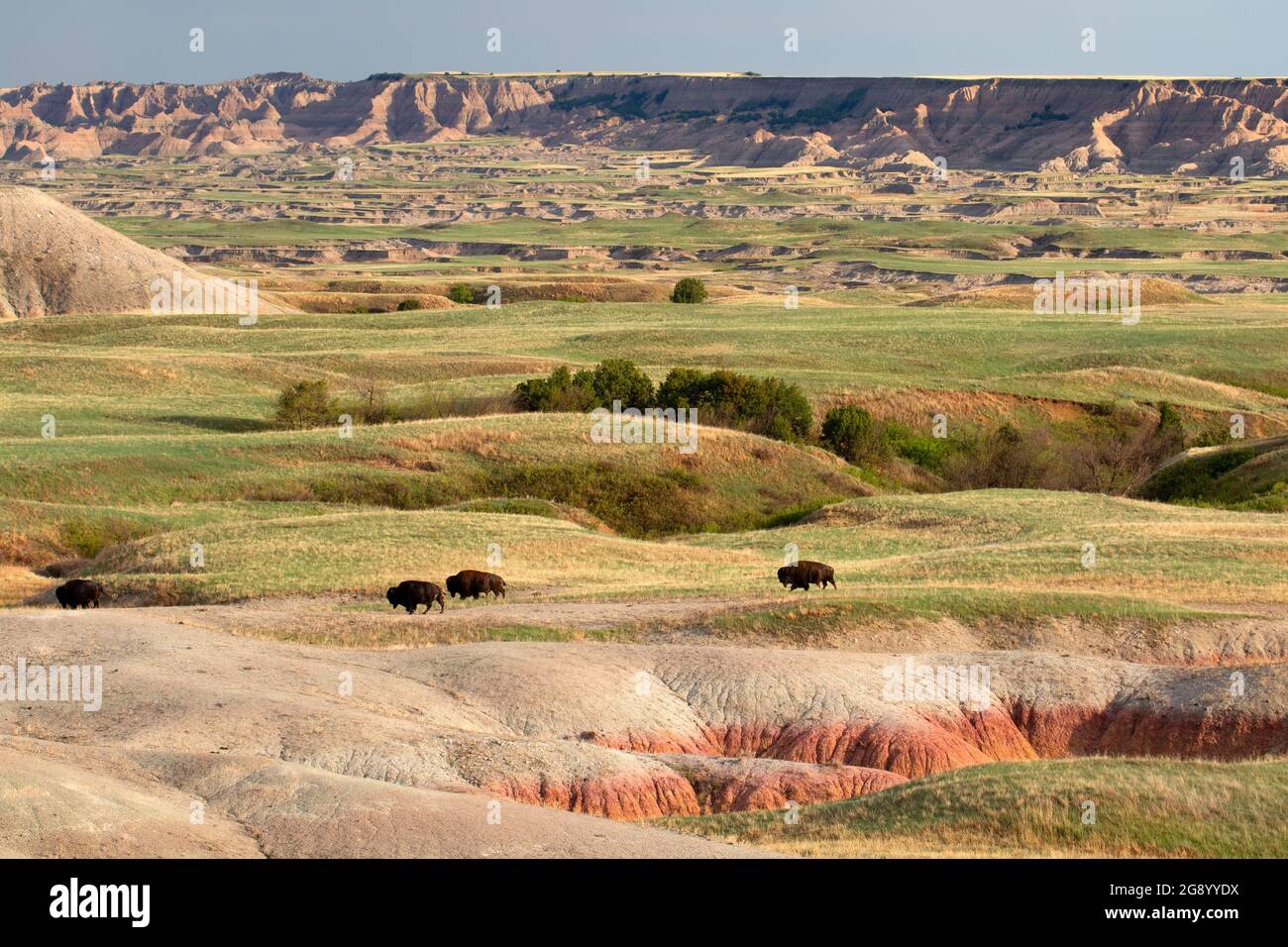 Prairie grassland with bison, Badlands National Park, South Dakota ...