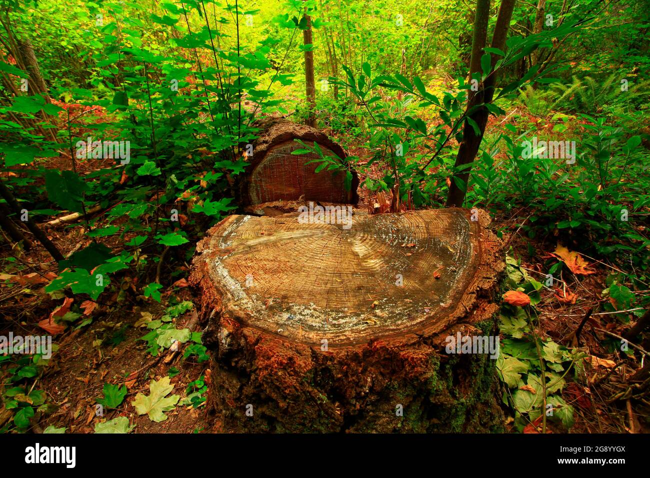 a exterior picture of an Pacific Northwest mixed forest with Conifer ...