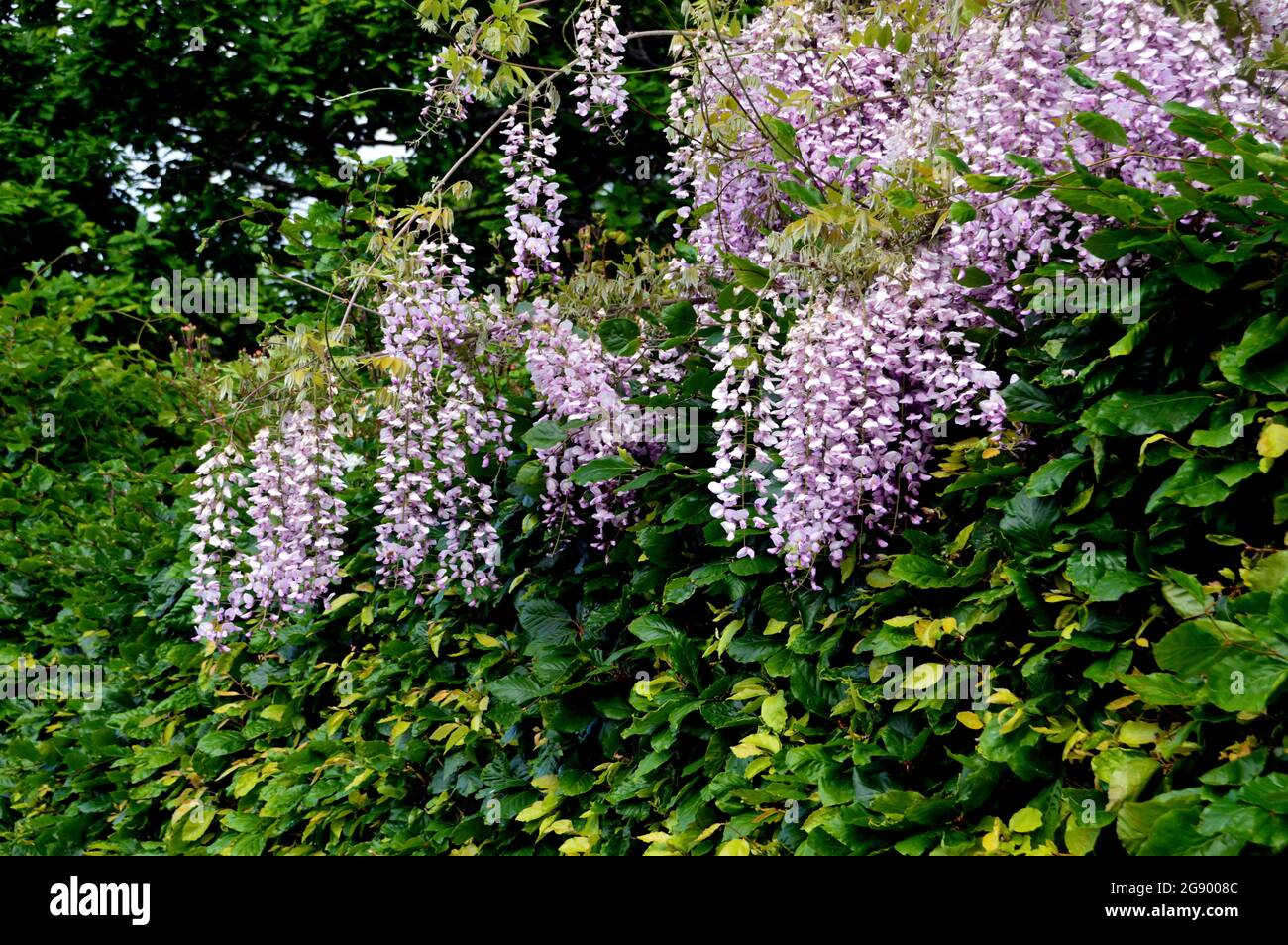Long Hanging Purple/Mauve/Lilac Wisteria Fabaceae (Leguminosae) Flowers ...