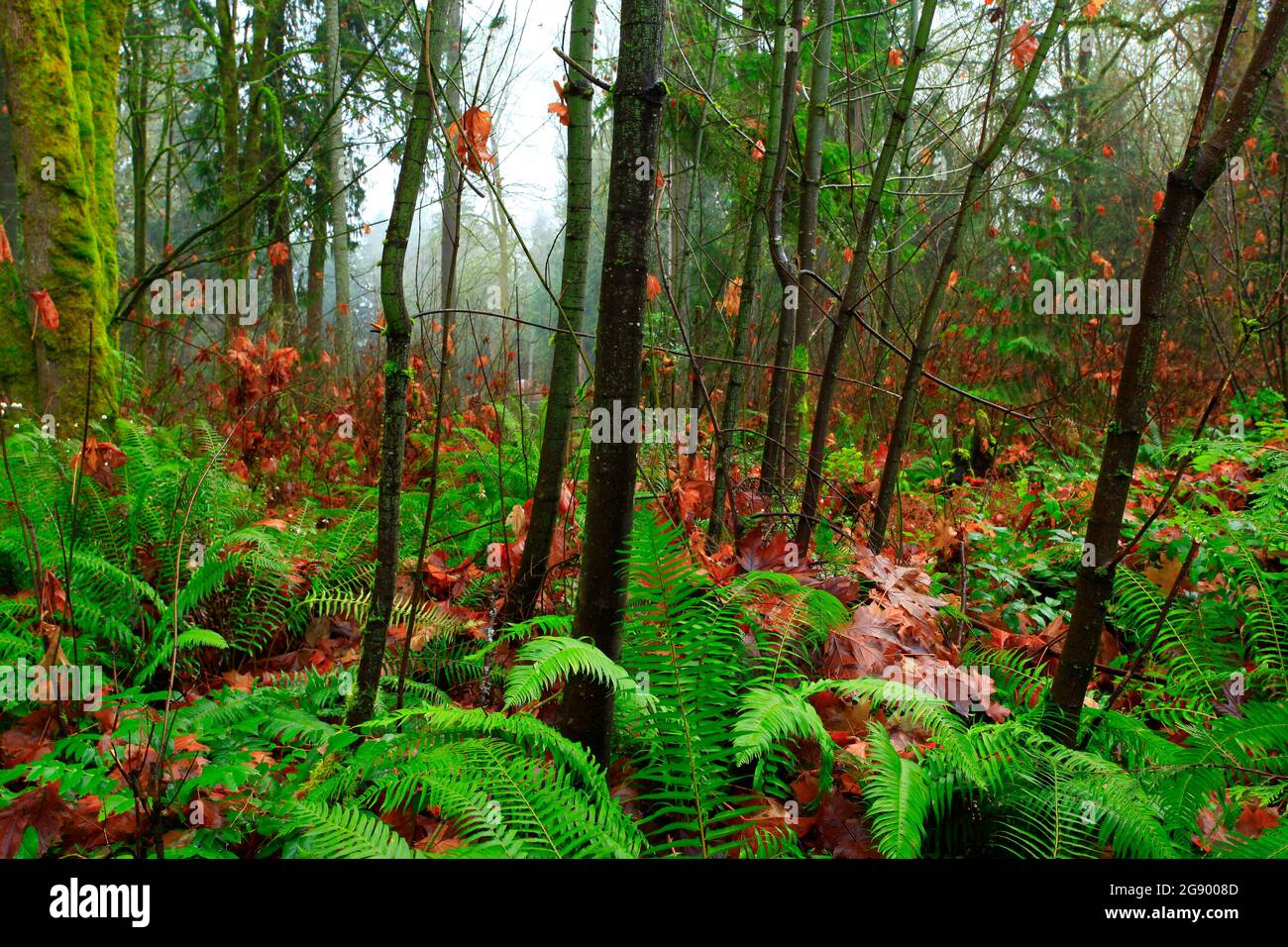 a exterior picture of an Pacific Northwest mixed forest with Conifer ...