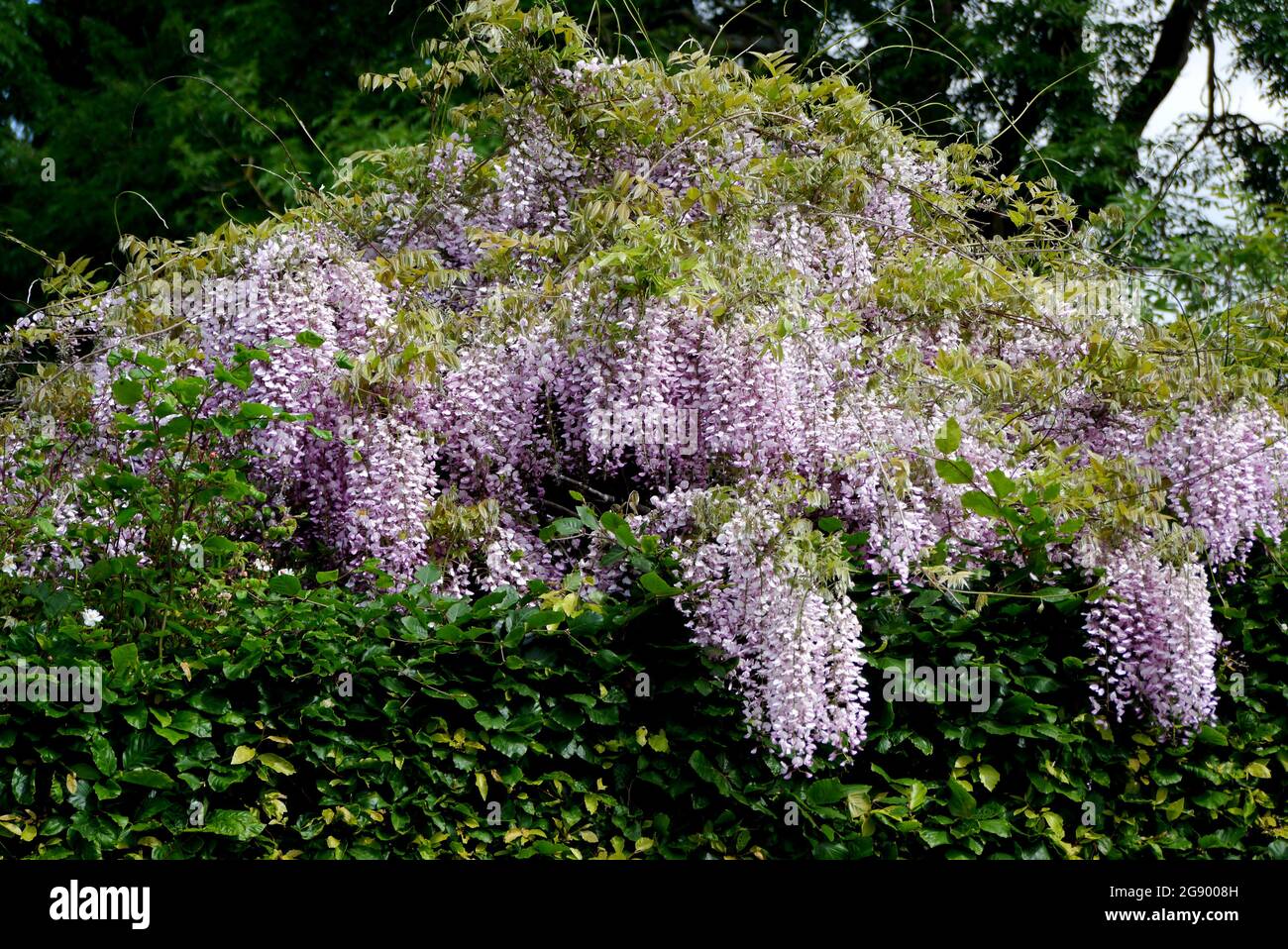 Long Hanging Purple/Mauve/Lilac Wisteria Fabaceae (Leguminosae) Flowers ...