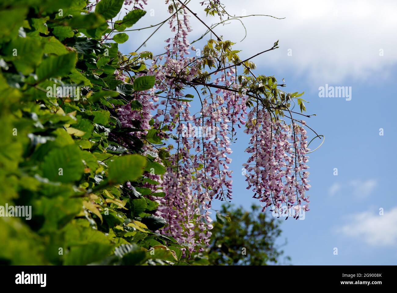 Long Hanging Purple/Mauve/Lilac Wisteria Fabaceae (Leguminosae) Flowers ...