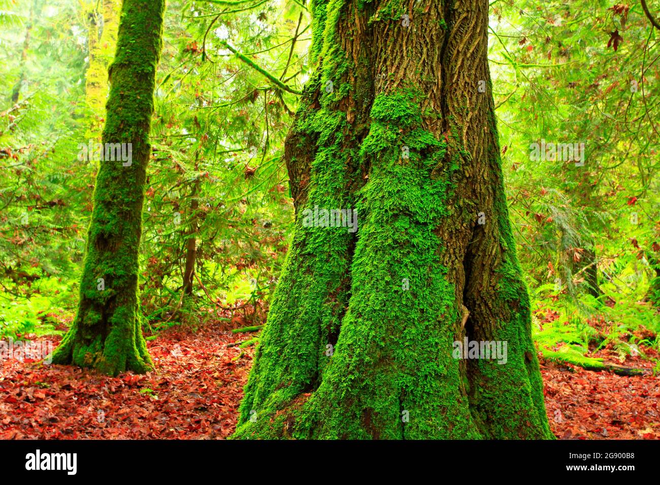 a exterior picture of an Pacific Northwest forest with Big leaf maple ...