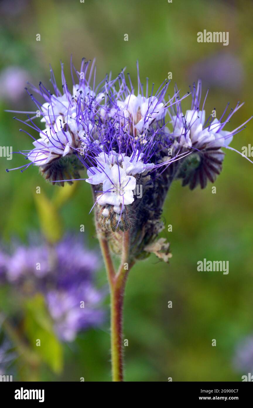 Single Pale Lavender-blue-white Phacelia tanacetifolia (Fiddleneck ...