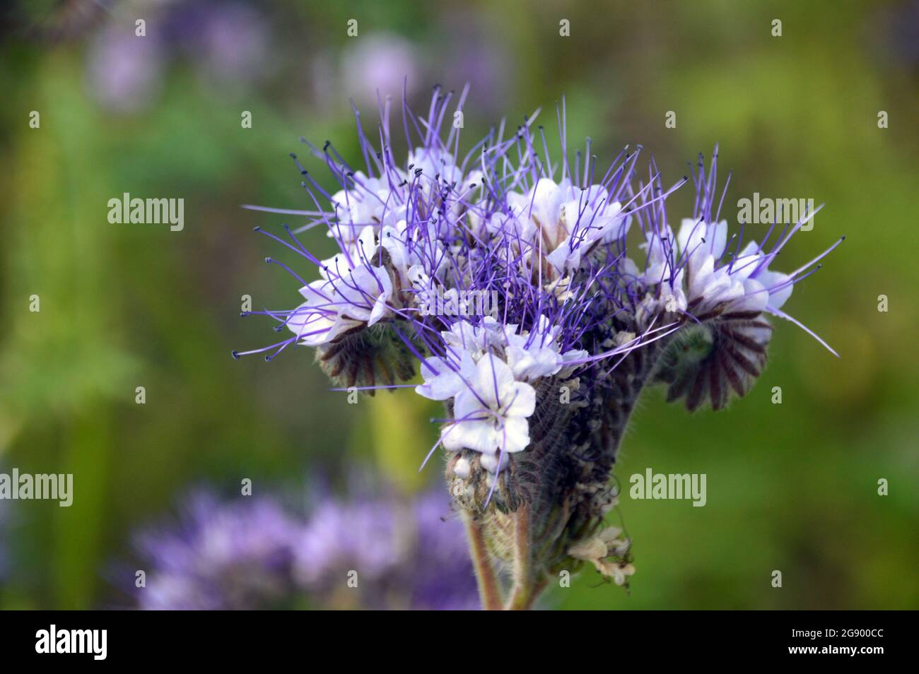 Single Pale Lavender-blue-white Phacelia tanacetifolia (Fiddleneck ...